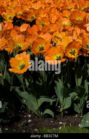 Orange Darwin Hybrid tulips (Tulipa) Fascination bloom in a garden in ...