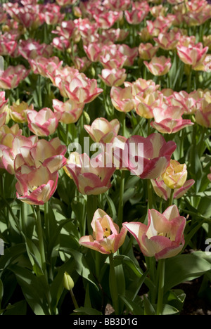 Pink and white Triumph tulips (Tulipa) Private Eyes bloom in a garden ...