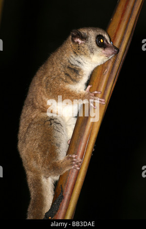 Fat-tailed dwarf lemur (Cheirogaleus medius) in the tree, Kirindy ...