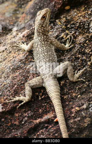 Grandidier's Madagascar swift (Oplurus grandidieri), endemicspecies of ...