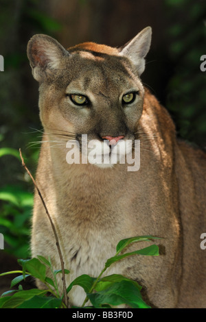 Cougar (Puma concolor) portrait, captive, Andes, Peru Stock Photo - Alamy