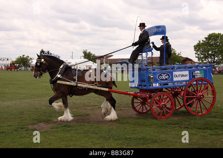 Heavy horse pulling carriage at nottinghamshire county show Stock Photo ...
