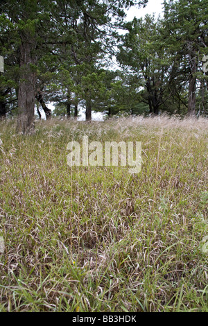 Prairie Grasses, Kansas Stock Photo - Alamy