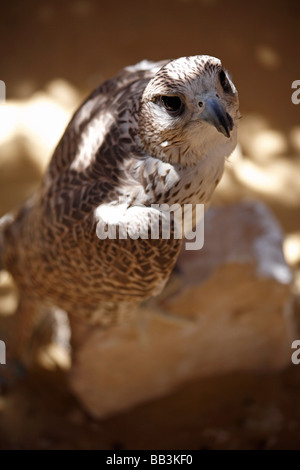 Falcon looking into the camera Stock Photo - Alamy