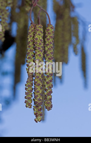 Catkins (or ament). A slim, cylindrical flower cluster (a spike), seen ...