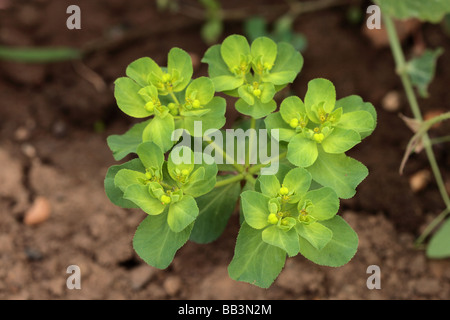Petty spurge, Radium weed, Cancer weed or Milkweed (Euphorbia peplus ...
