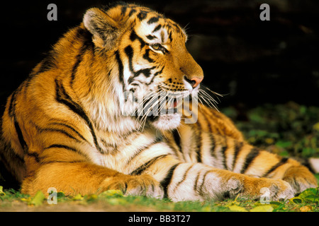 Michigan, Detroit, Detroit Zoo, Tiger at rest (Large format sizes ...