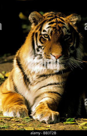 Michigan, Detroit, Detroit Zoo, Tiger at rest (Large format sizes ...
