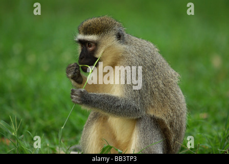 Vervet Monkey (Cercopithecus aethiops Stock Photo - Alamy