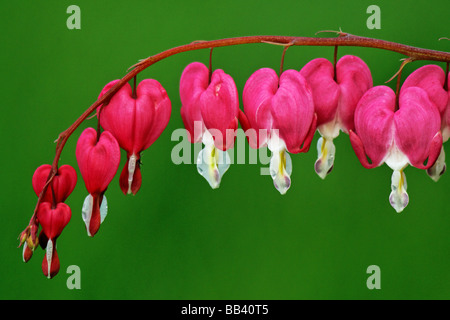Bleeding Hearts 2 Stock Photo - Alamy