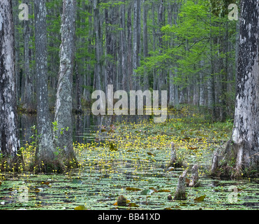 USA, South Carolina, Cypress Gardens. Azaleas and trees reflect in ...