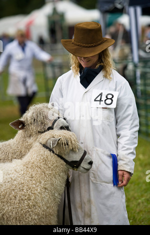 Cotswold Lion sheep & owner lined up for judging at a rural farm show ...