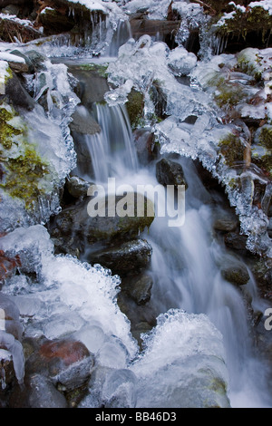 in Dosewallips River Valley, Olympic National Forest, Washington State ...