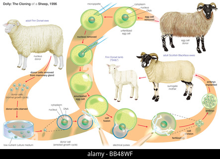 Illustration for animal cloning process Stock Photo - Alamy