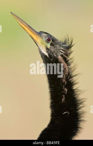 Beautiful male Anhinga snake neck bird at sunny day alone Stock Photo ...