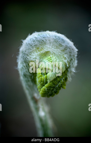 coiled up single fern Stock Photo - Alamy
