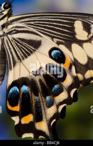Emperor Swallowtail Butterfly (papilio ophidicephalus) NAtive to easten ...