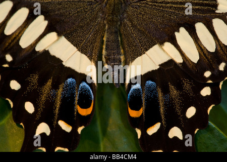 Emperor Swallowtail Butterfly (papilio ophidicephalus) NAtive to easten ...
