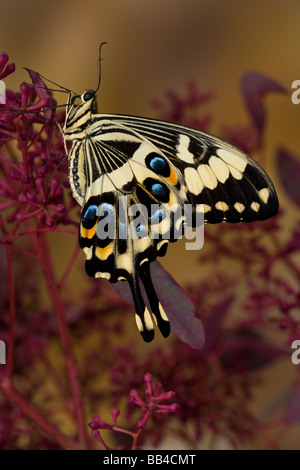 Emperor Swallowtail Butterfly (papilio ophidicephalus) NAtive to easten ...
