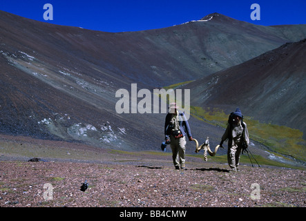 Wolf killed Marco Polo sheep, Gorno-Badaksha, Tajikistan Stock Photo ...