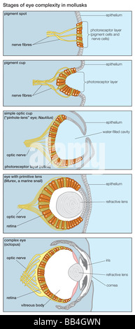 Evolution of the eye, illustration Stock Photo - Alamy