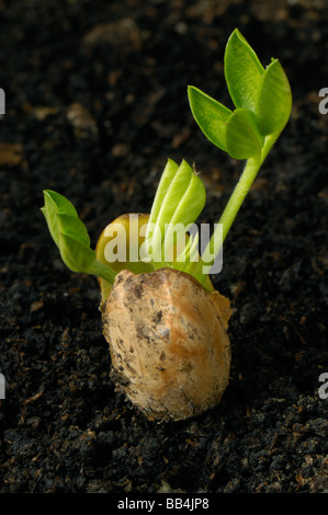 Peanut Arachis hypogea germinating seedling with developing leaves ...