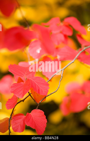Birch, Washington Park Arboretum, Seattle, Washington Stock Photo - Alamy