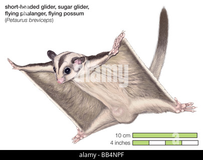 Sugar glider or short-headed petaurus, Petaurus breviceps. Handcoloured ...