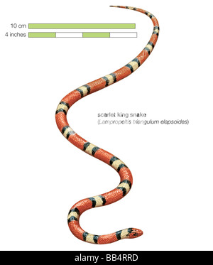 Milk Snake (Lampropeltis triangulum) a Kingsnake, harmless mimic of ...