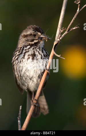 Song Sparrow (Melospiza melodia) with insects in beak, French Basin ...