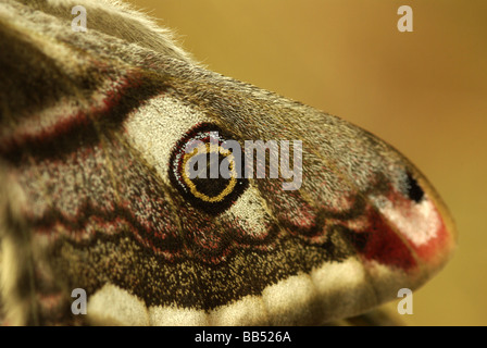 Close up of an Emperor Moths wing showing its natural textures and ...