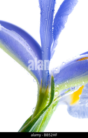 Fresh iris flowers Stock Photo - Alamy