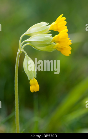 Bright yellow cowslip flower, close up with blades of grass, under a ...