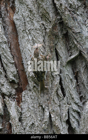 Female Tree Creeper bringing nesting material back to nest site Stock ...