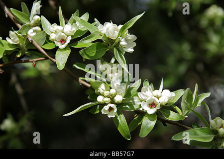Flowers of Weeping Willow-Leafed Pear (Pyrus salicifolia 'Pendula ...