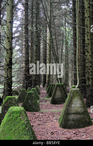 Dragon's teeth tank obstacles in the Siegfried Line at Hollerath ...
