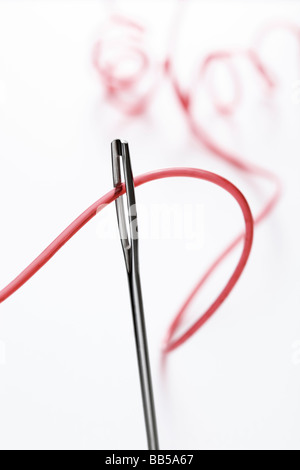 A close-up portrait of a red needle flower, commonly called the Asoka ...