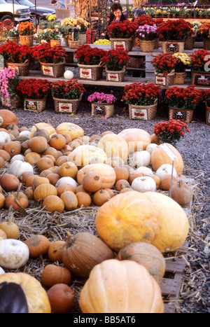 Lots of different pumpkins varieties for the Thanksgiving Stock Photo ...
