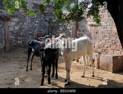 Bos primigenius indicus . Indian Zebu / humped cattle with horn ...