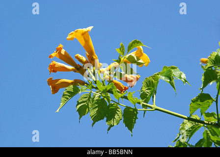 Trumpet flower / Yellow trumpet flower blooming in the garden summer ...