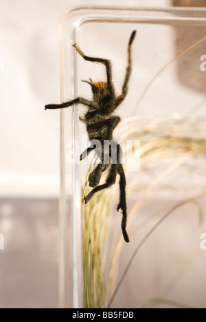 Tarantula large spider Stock Photo - Alamy