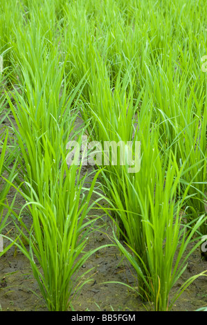 Lush green rice paddock in the Mekong River Delta - Tra Vinh, Vietnam ...