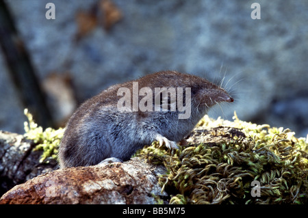 Bicoloured White-toothed Shrew , Crocidura leucodon Stock Photo - Alamy