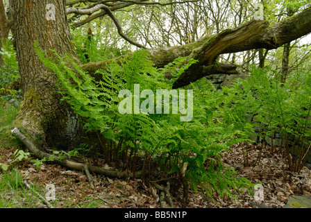 Ferns at the Base of a Tree in the Great Smoky Mountains National Park ...