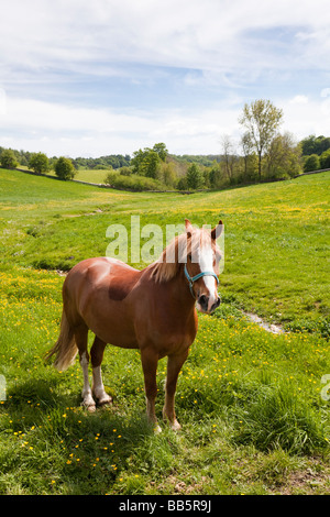 A horse in a Cotswold valley meadow in early summer at Newington ...