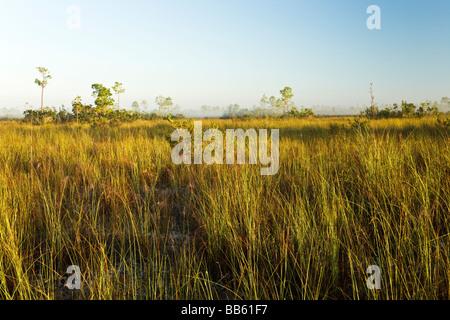 Sawgrass Prairie, morning light, Everglades National Park, Florida ...