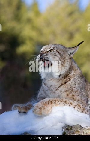 The Snarl Of A European Lynx Stock Photo - Alamy