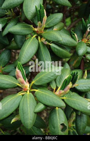 Rhododendron clementinae Forrest Rhododendron clementinae Forrest Stock ...