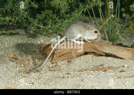 Long-tailed Pocket Mouse Stock Photo - Alamy
