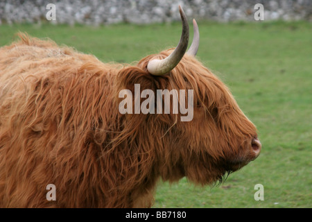 Scottish Highland Curly Red Bull laying in a field Stock Photo - Alamy